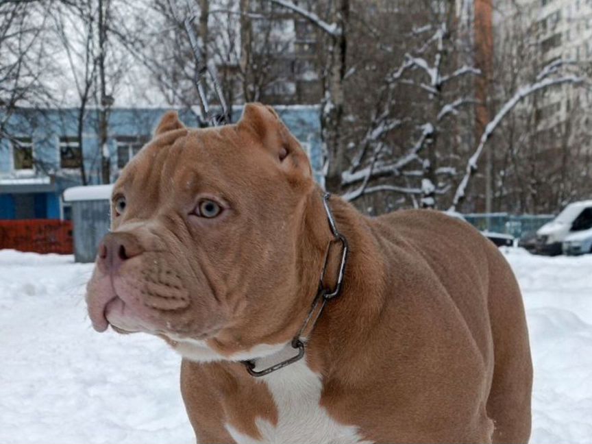 Щенки американского булли