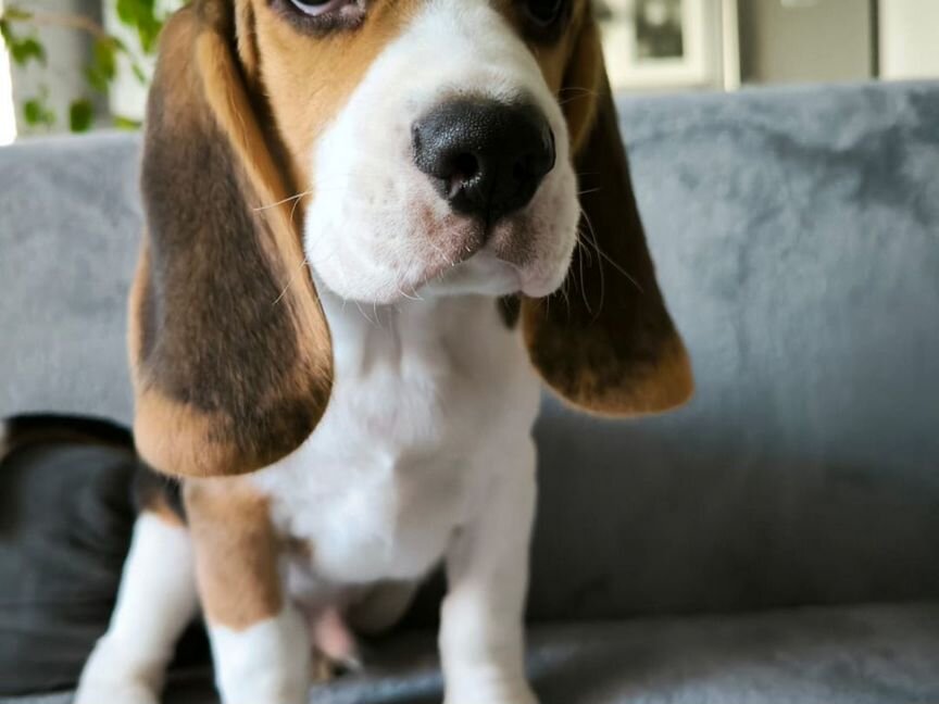 Щенок бигля мальчик