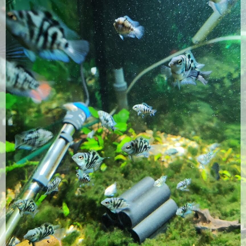 Рыбка сапфировый попугай