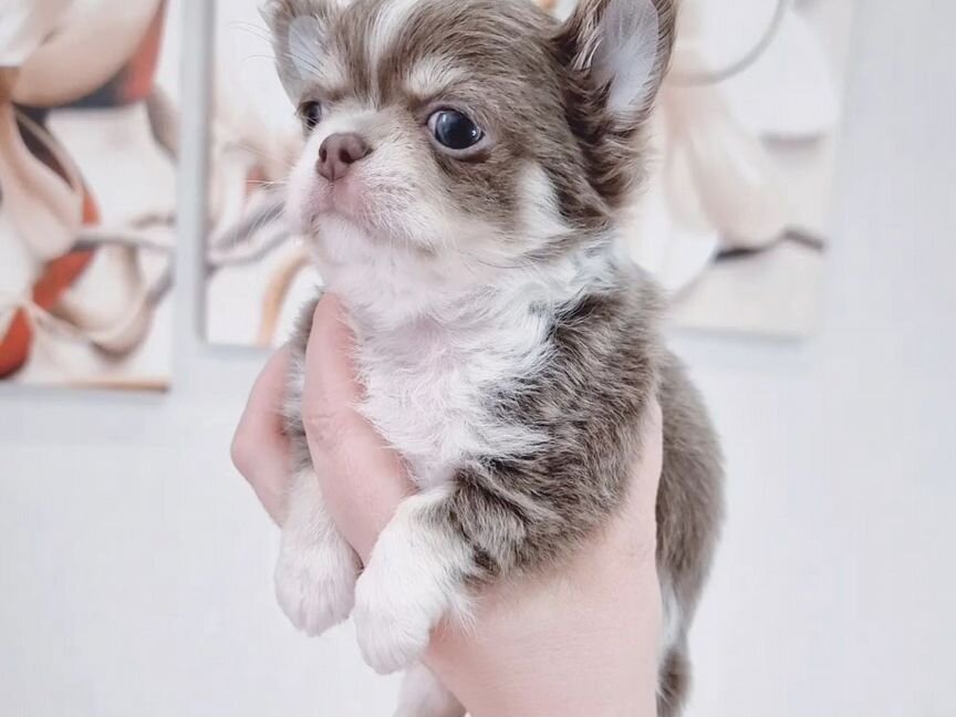 Чихуахуа мини мальчик