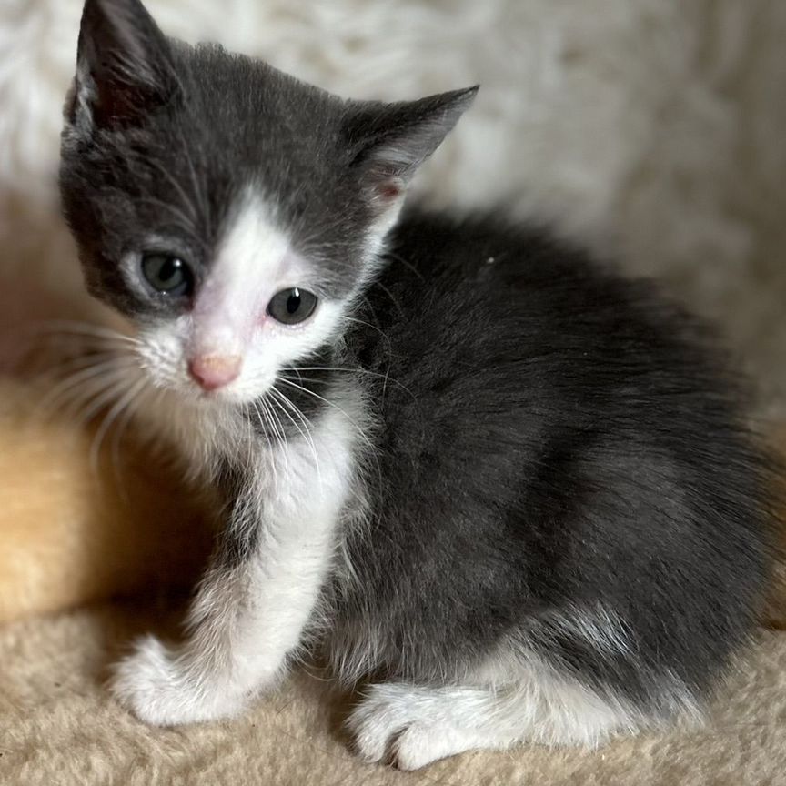 Котенок Мотя 1,5 месяца