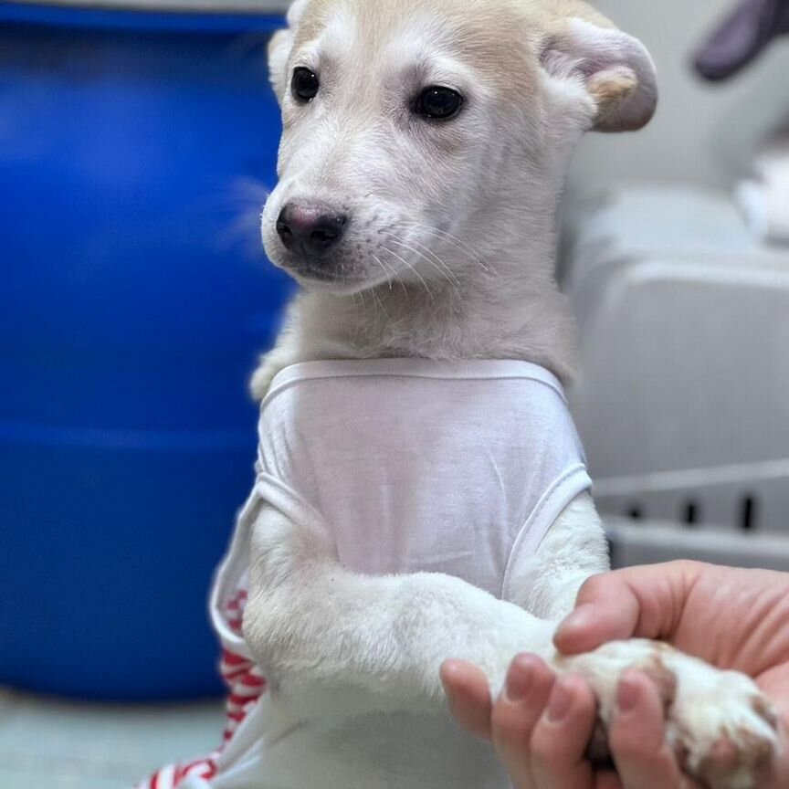 Милый щенок