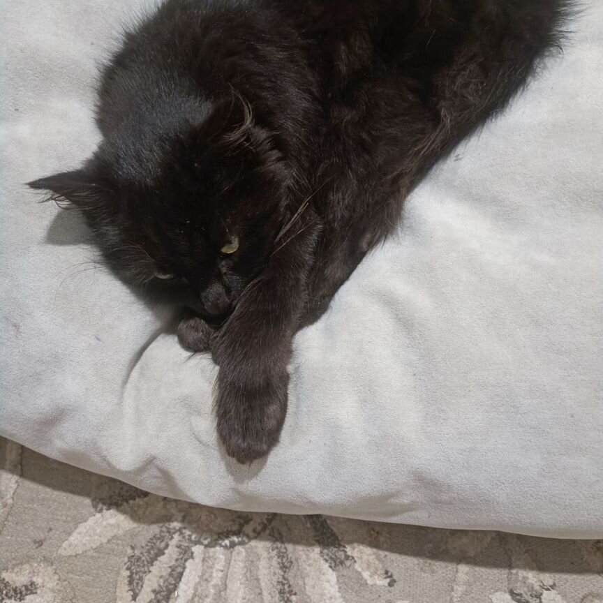 Кот найденыш