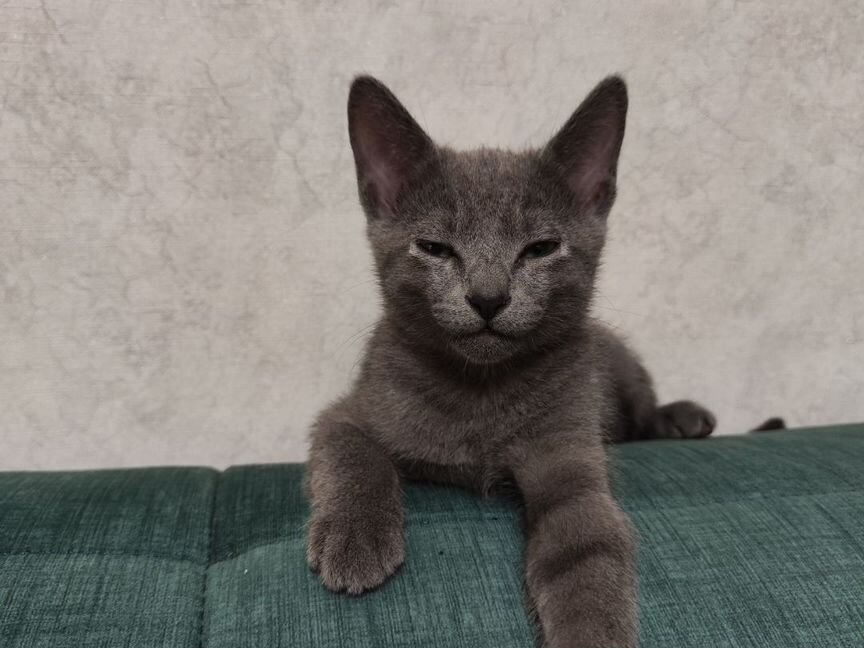 Котята русская голубая