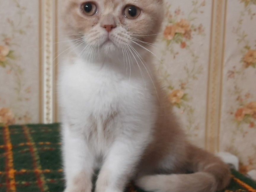 Вислоухий Шотландский котёнок