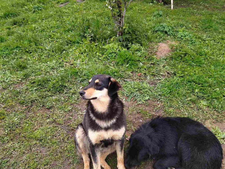 Собаки бесплатно в добрые руки