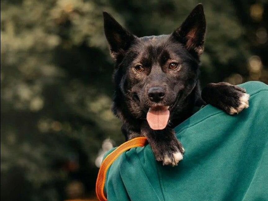 Тайра (Чёрная пантера)