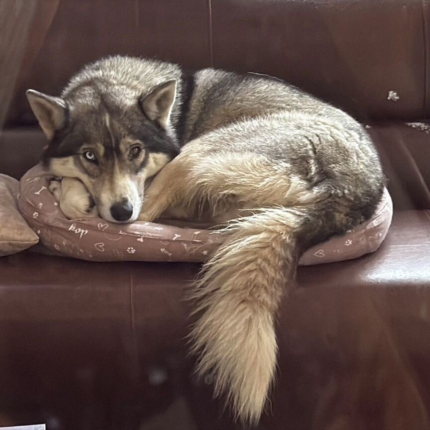 Пушистая ласковая хаски в дар