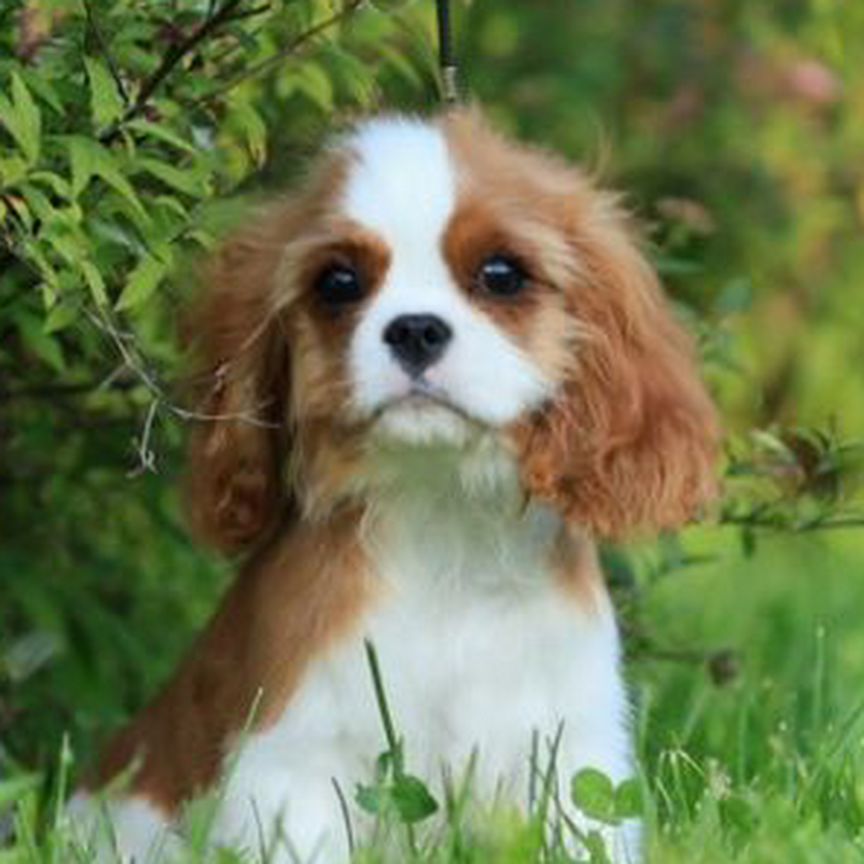 Кавалер кинг-чарльз-спаниель, щенок