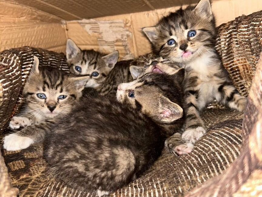 Котята-работяги ищут дом