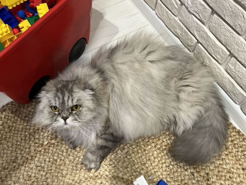 Отдам кота в добрые руки