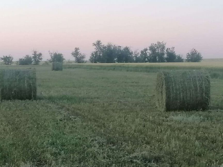 Сено, люцерна, суданка укос 2023