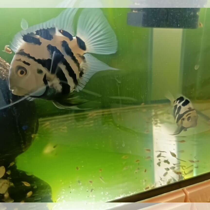 Нерестовая пара