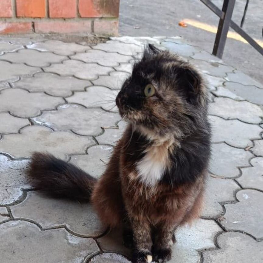 Кошечка ищет дом