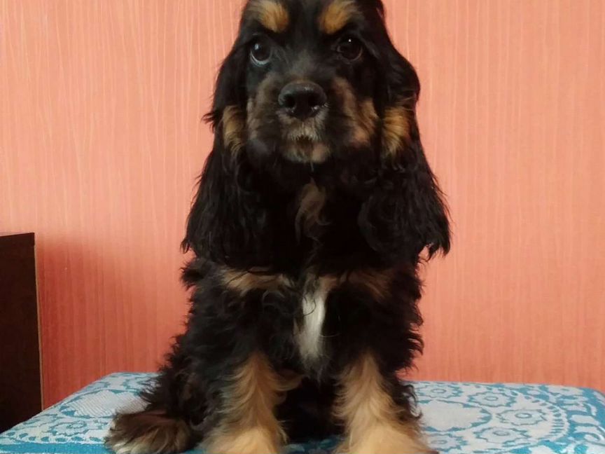 Американский Кокер Спаниель