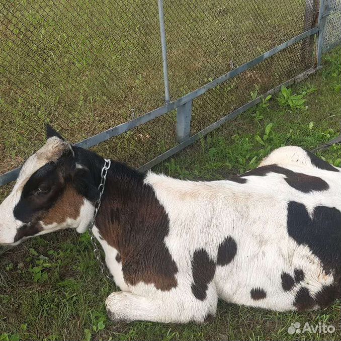 Продам телят