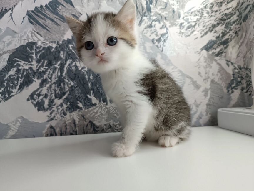 Шотландский котенок