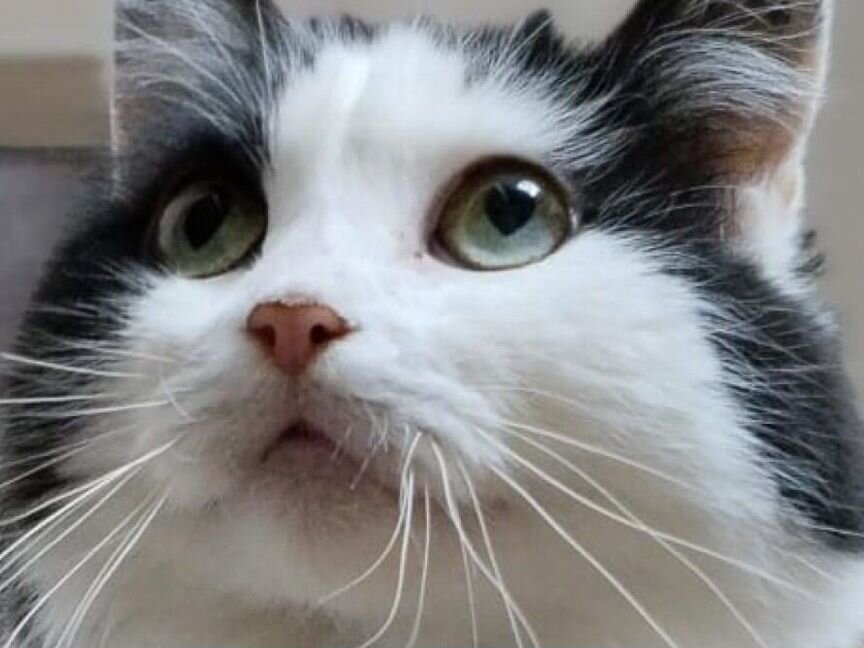 Кошка