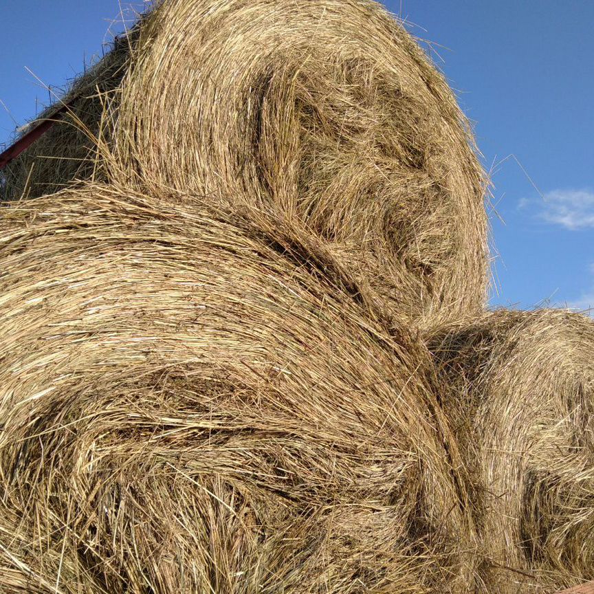 Сено луговое