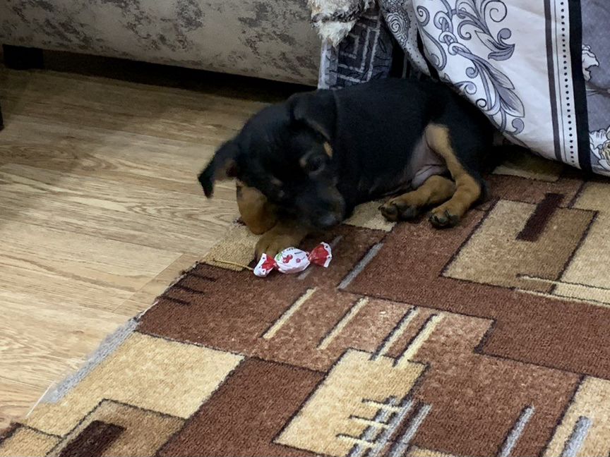 Щенки цвергпинчера мальчик