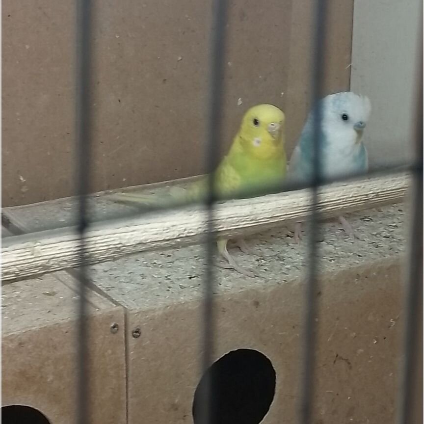 Волнистый попугай с клеткой