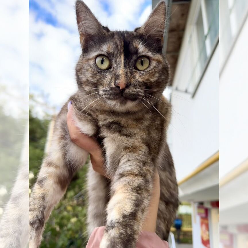 Котенок в опасности, ищет дом