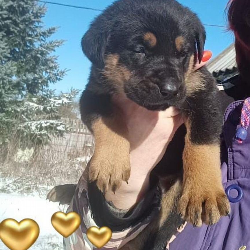 Продаются щенки