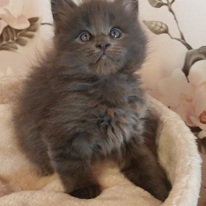 Котята мейн-кун