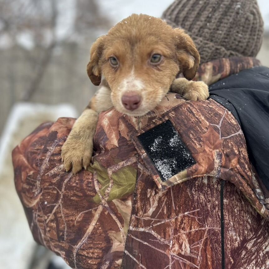 Щенок в добрые руки