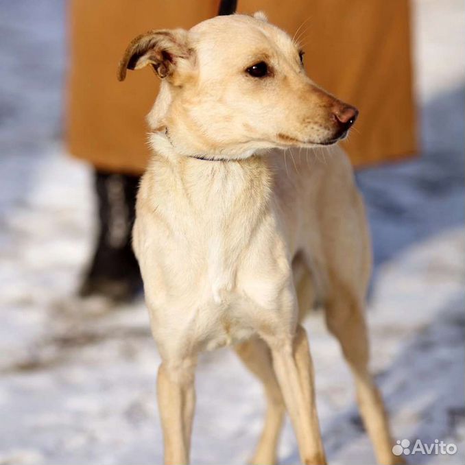 Левретка метис в добрые руки бесплатно