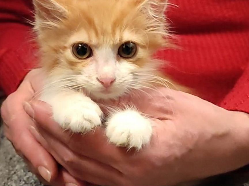 Маленький рыжик. Полупушистый. 2 мес