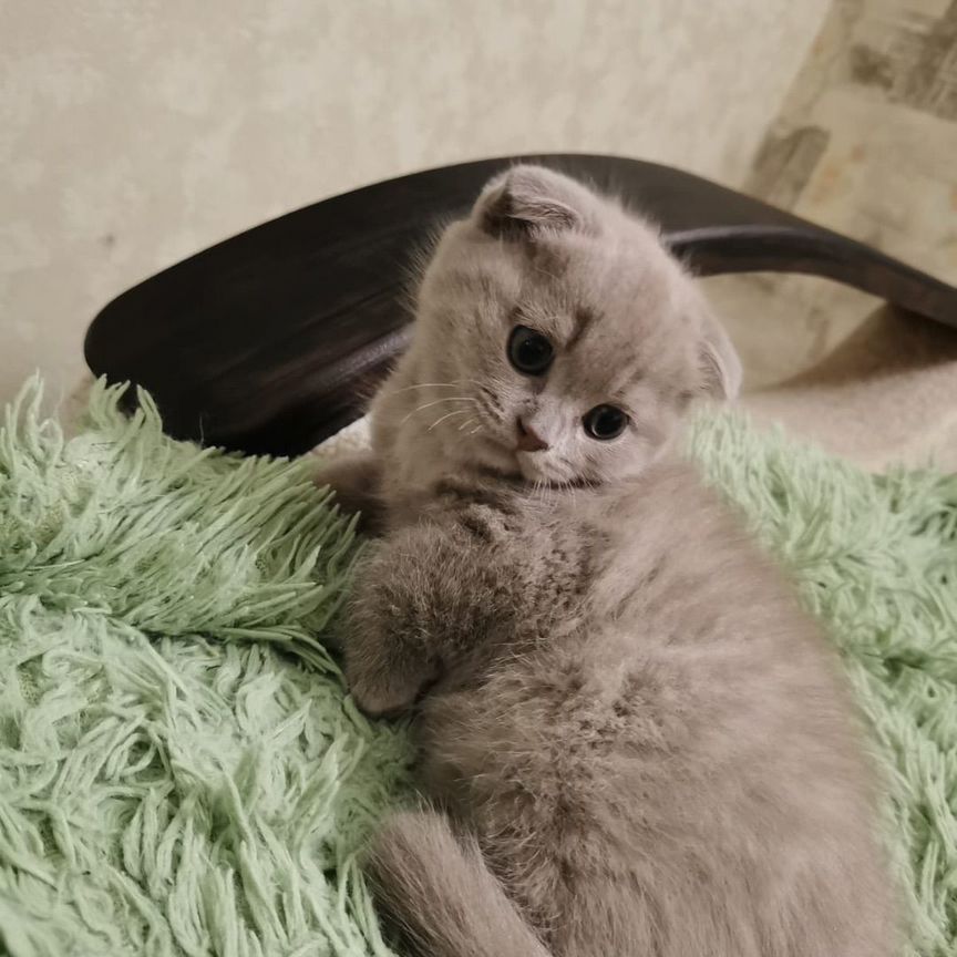 Шотландские вислоухие котята