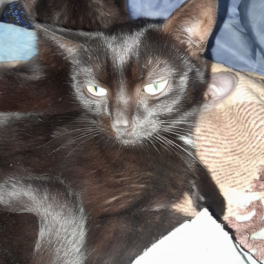 Продам кошку