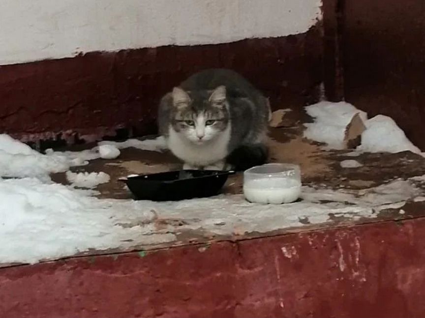 Кошечка в добрые руки