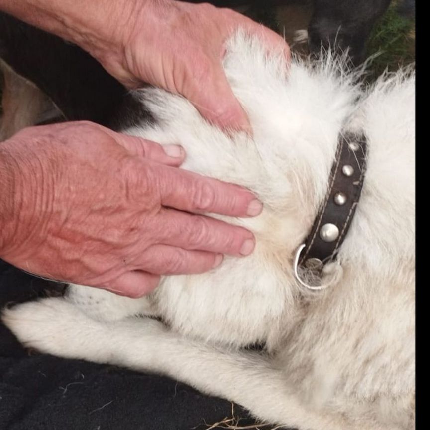 Хаски. Помочь