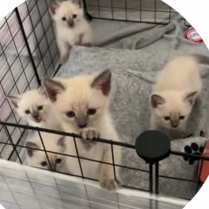 Тайские котята
