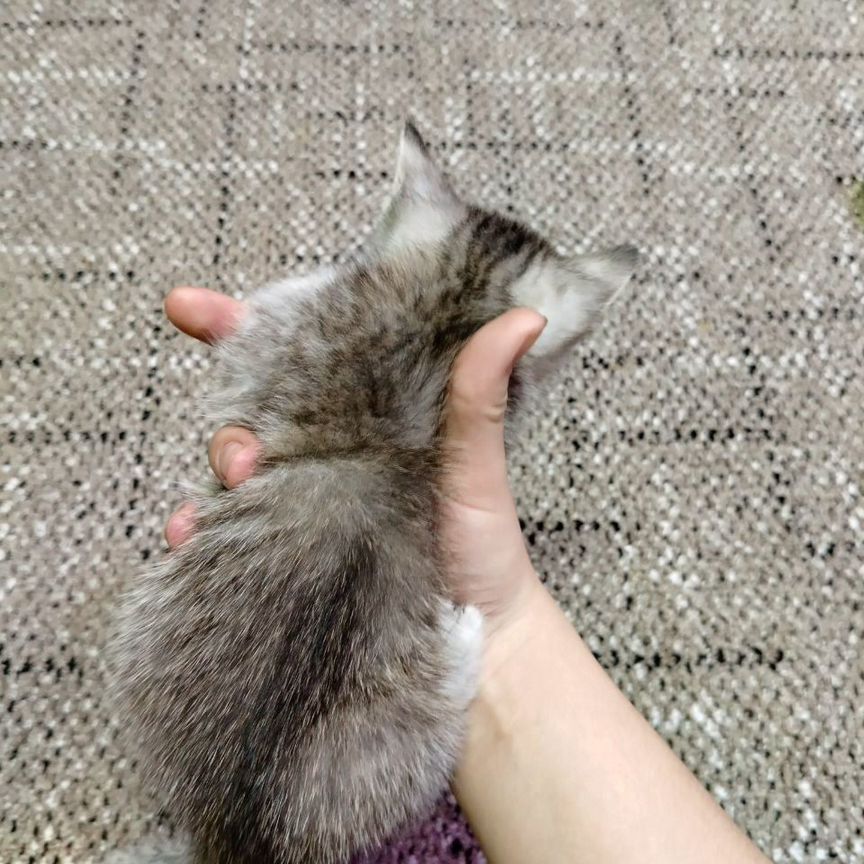 Котенок мальчик 1 месяц