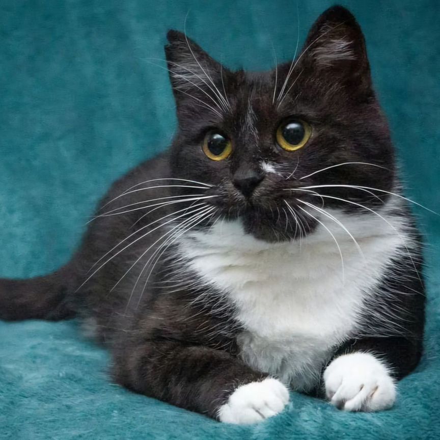 Самая ласковая кошечка Машенька