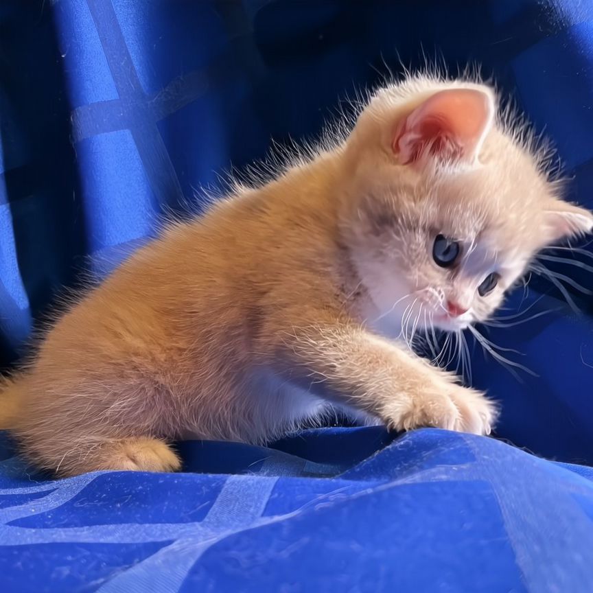 Шотландский вислоухий короткошёрстный котёнок