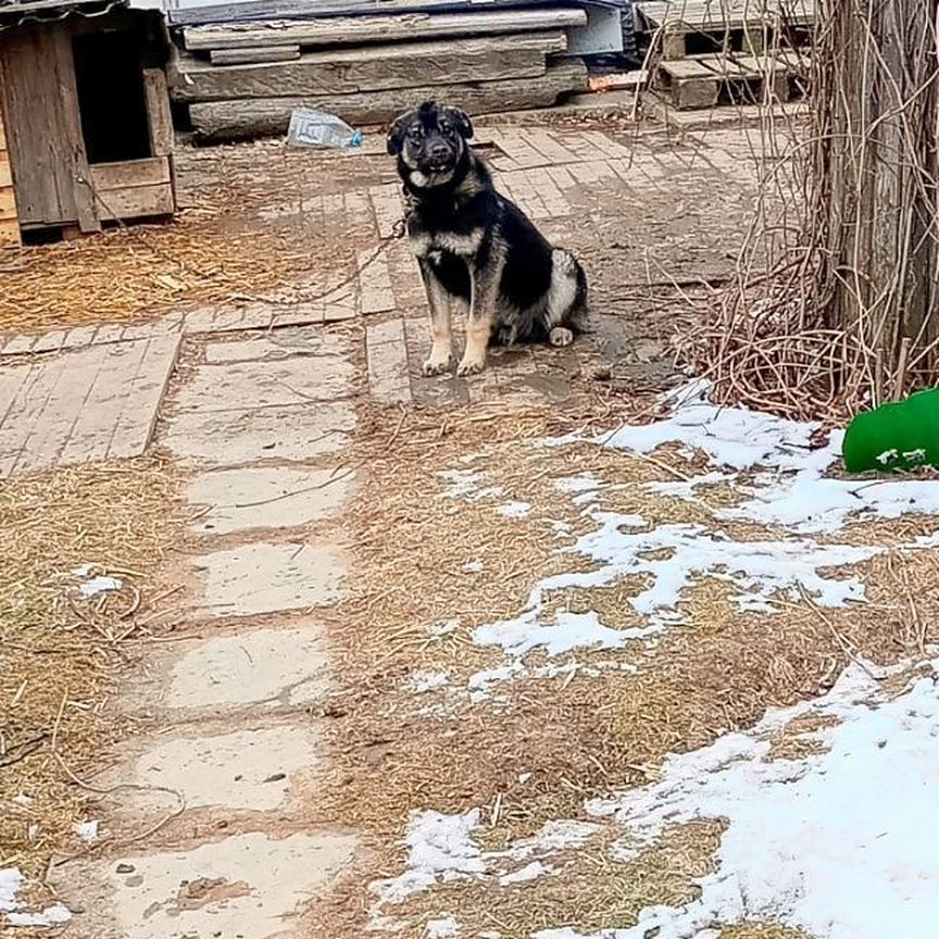 Щенок в добрые руки мальчик