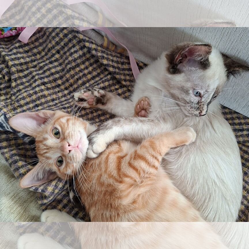 Котёнок в добрые руки