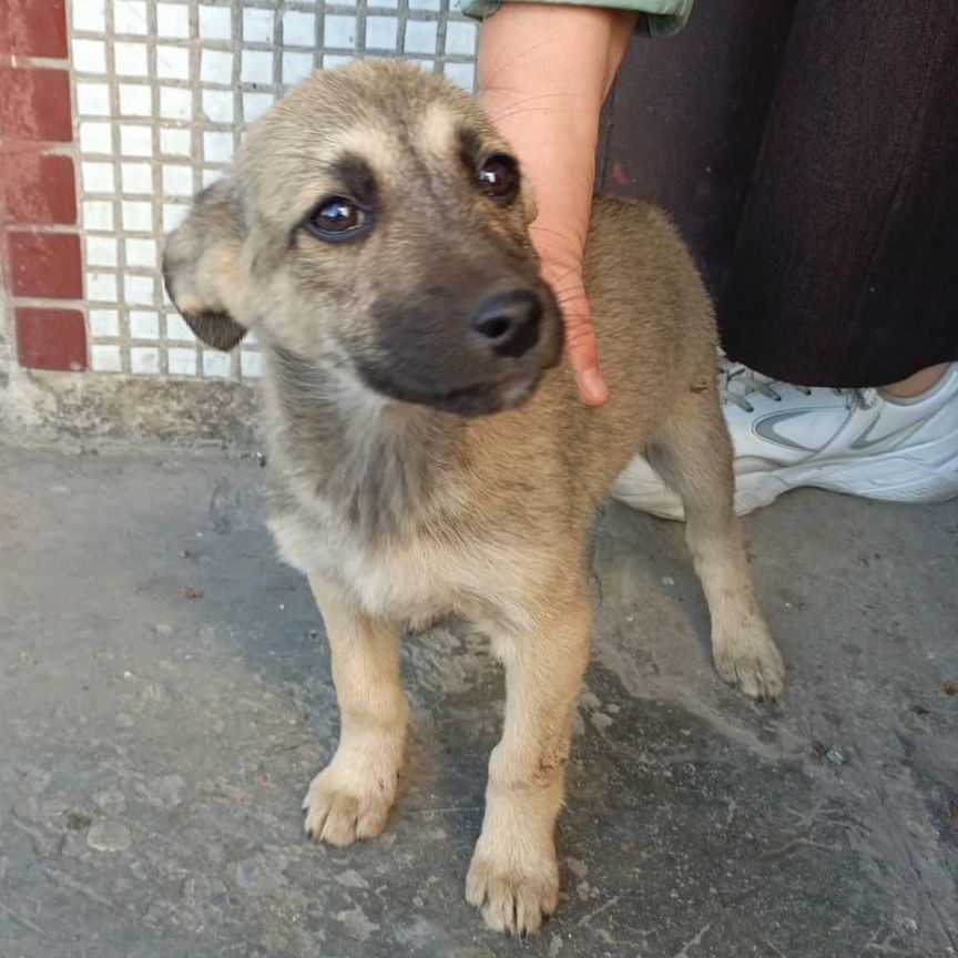 Брошенные щенки умрут.скоро холода