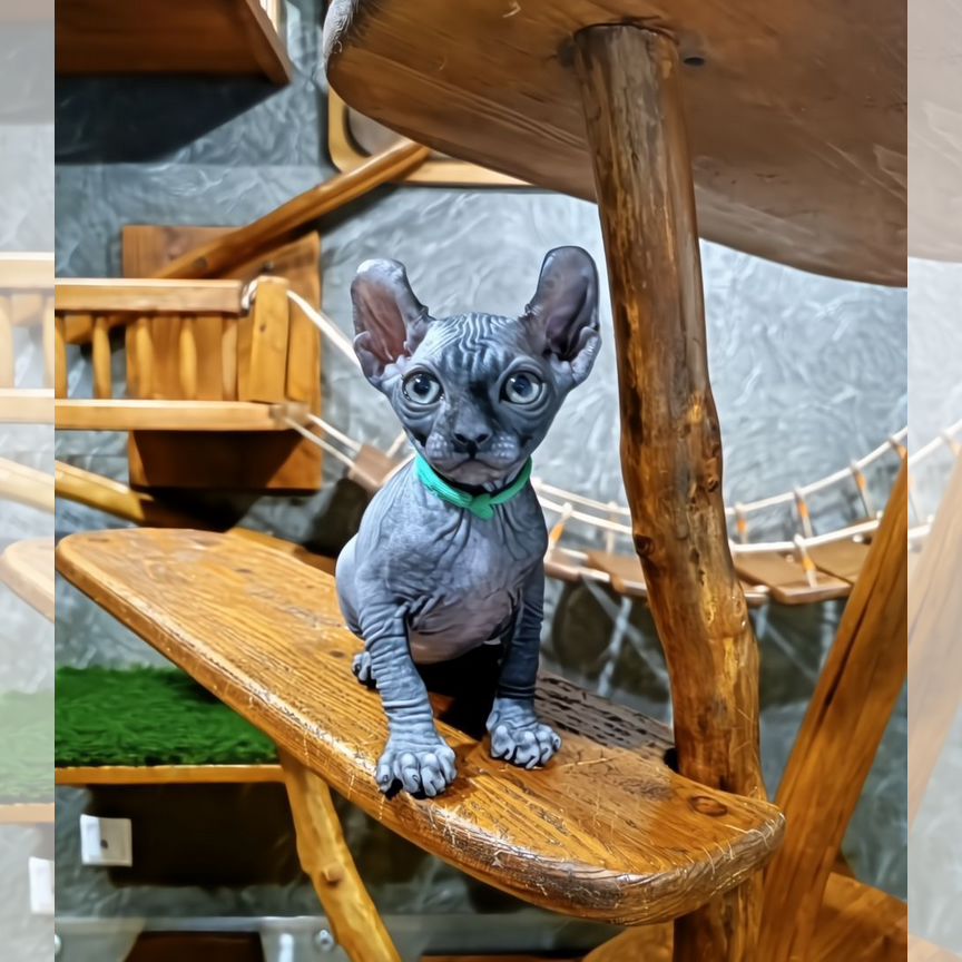 Эльф котёнок