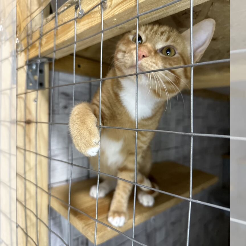 Рыжий котенок спасен с дач
