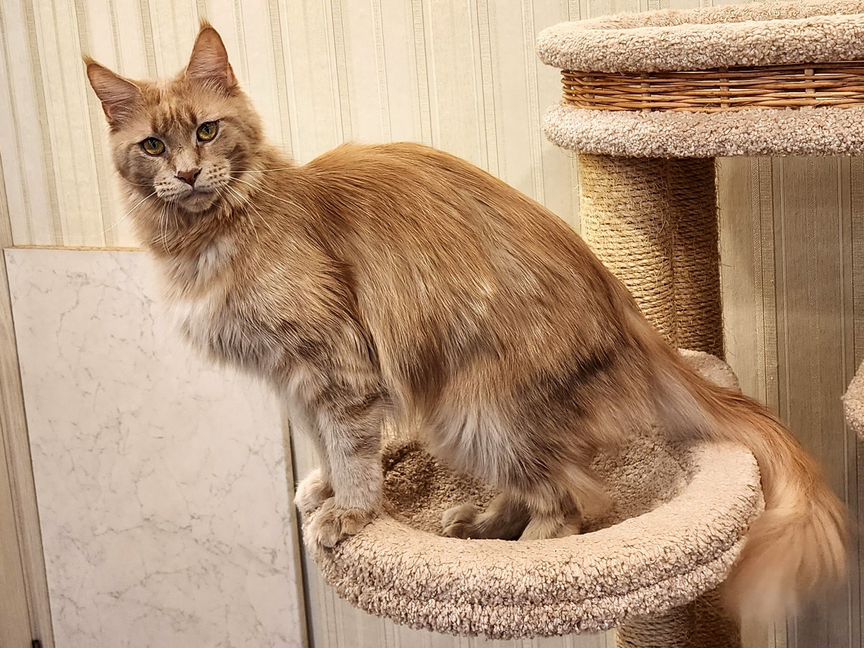 Котята мейн кун от титулованных родителей