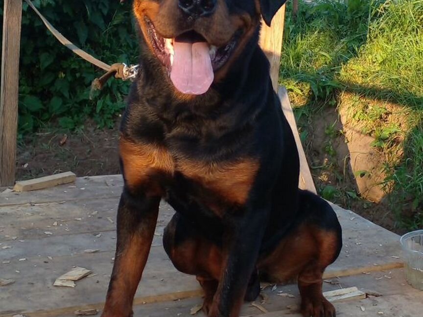 Отдам в добрые руки ротвейлера