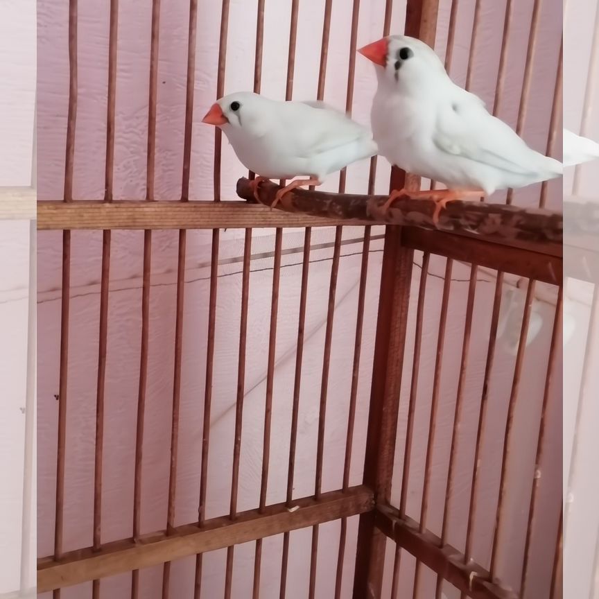 Зебровые амадины самки