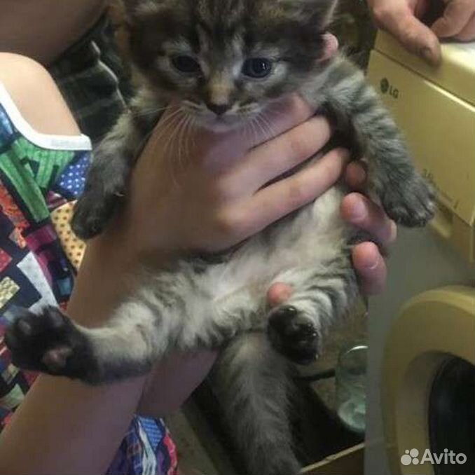 Котенок малыш ищет дом. в опасности на заводе