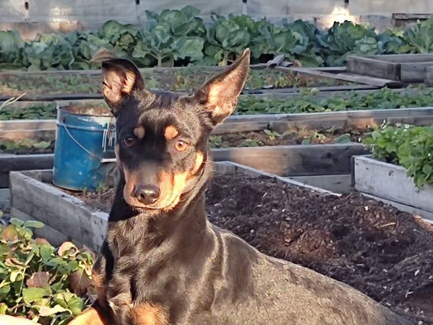 Вязка, ищем кобеля