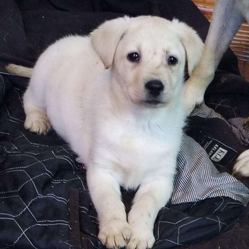 Лабрадор-ретривер, щенок